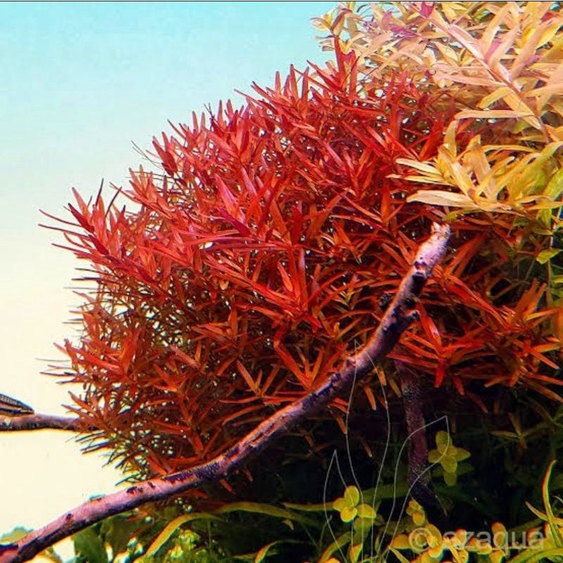 Rotala Rotundifolia H'Ra (8 stems) – AquaHorizon